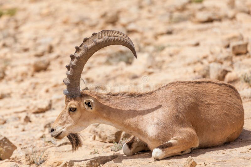 Ibex Goat stock image. Image of mountain, alone, europe - 22472027