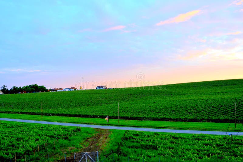 View Over Vineyards Recas Banat Stock Photos - Free & Royalty-Free ...