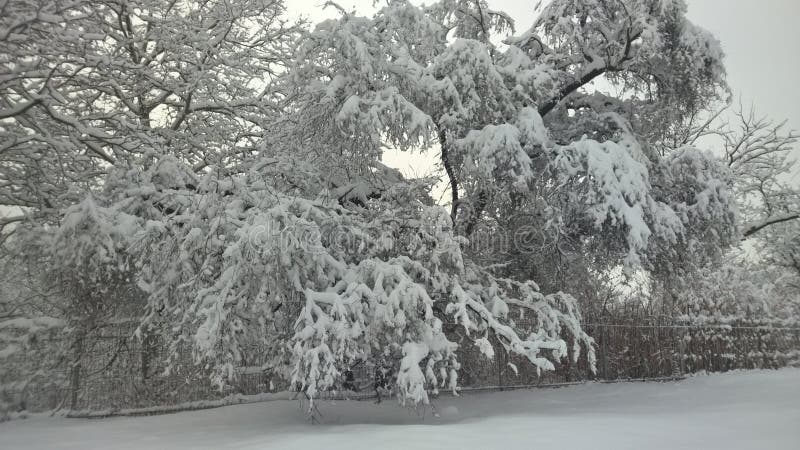 Nice View Perspective the Snow on Trees Stock Photo - Image of snow ...