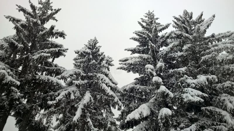 Nice View Perspective the Snow on Trees Stock Image - Image of black ...