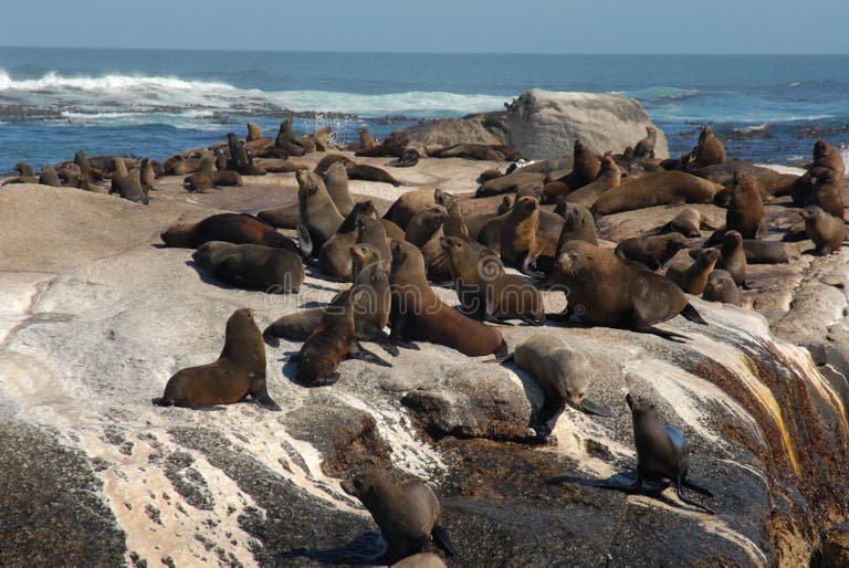 1,980 Ocean View Seals Stock Photos - Free & Royalty-Free Stock Photos ...