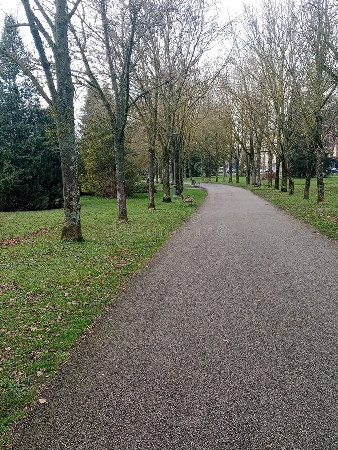 Path in the park stock photo. Image of forest, nice - 208799602