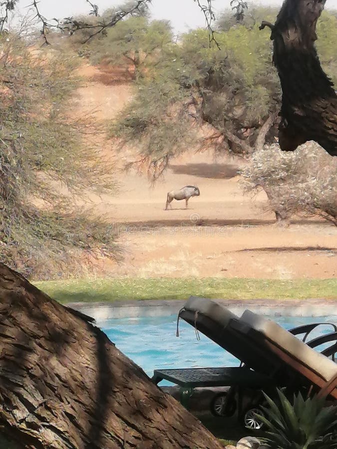 Nice View To See the Antelope Stock Image - Image of nice, antelo ...