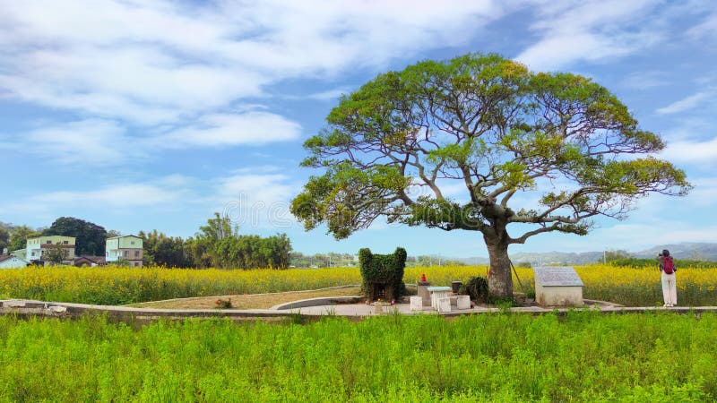 Nice View with Totoro Like Temple Miaoli, Taiwan Editorial Photo ...