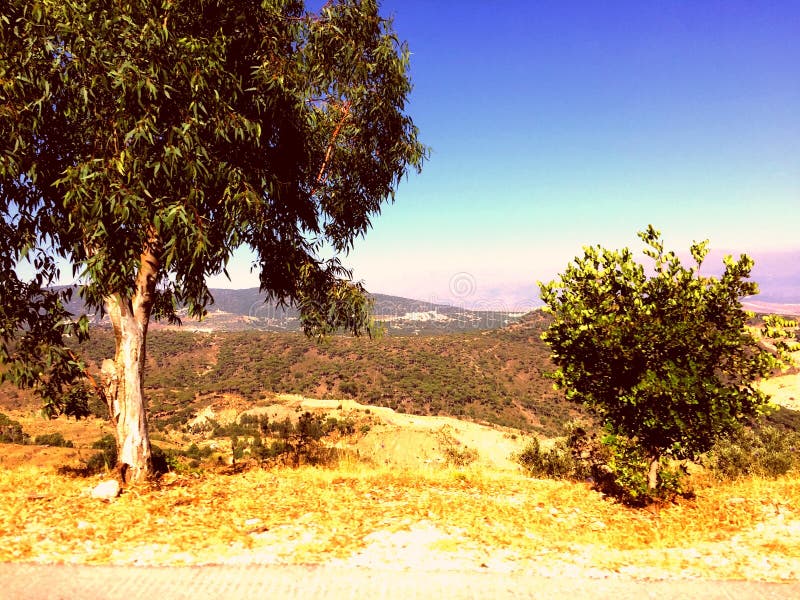 Nice View of Tow Trees and Mountains Stock Image - Image of trees, nice ...