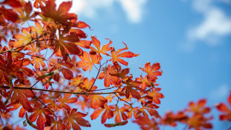 Glowing Foliage of a Maple Tree Stock Photo - Image of warming, pretty ...