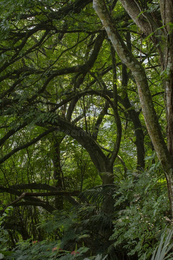 Nice View Under the Shady Big Tree Stock Image - Image of branch ...