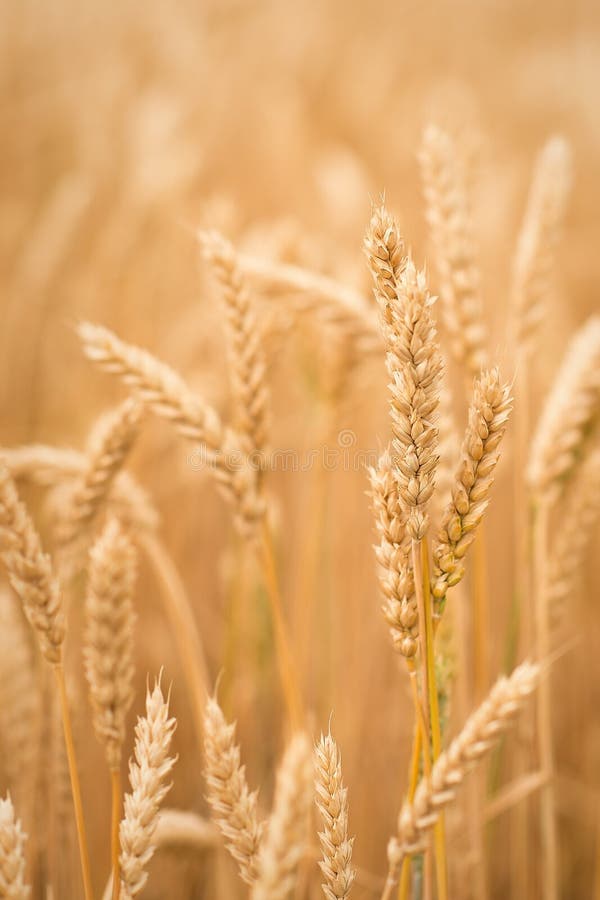 Nice View in the Wheat Field in Summer Sunny Day Stock Photo - Image of ...
