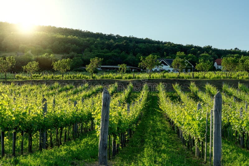 Nice Vineyard in Csopak Next To the Lake Balaton at Summer Stock Image ...