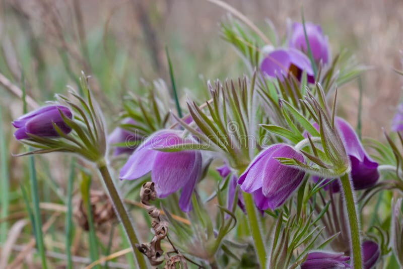 Nice violet flowers stock photo. Image of season, summer - 27507256