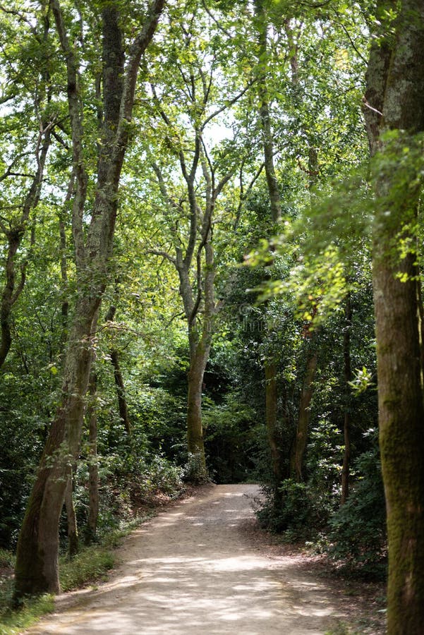 Nice Walk through the Forest among the Trees in the Morning Light Stock ...