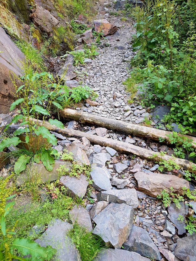 Nice Stone Path with Trunks Stock Photo - Image of walk, trunks: 119812614