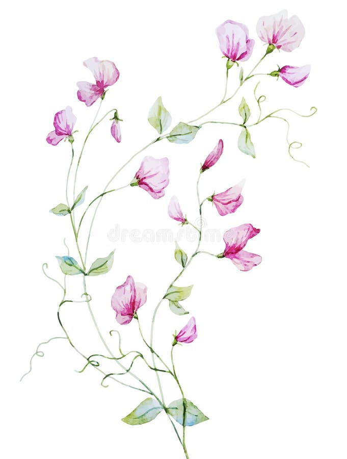 Nice watercolor flowers stock vector. Illustration of floral - 53017607