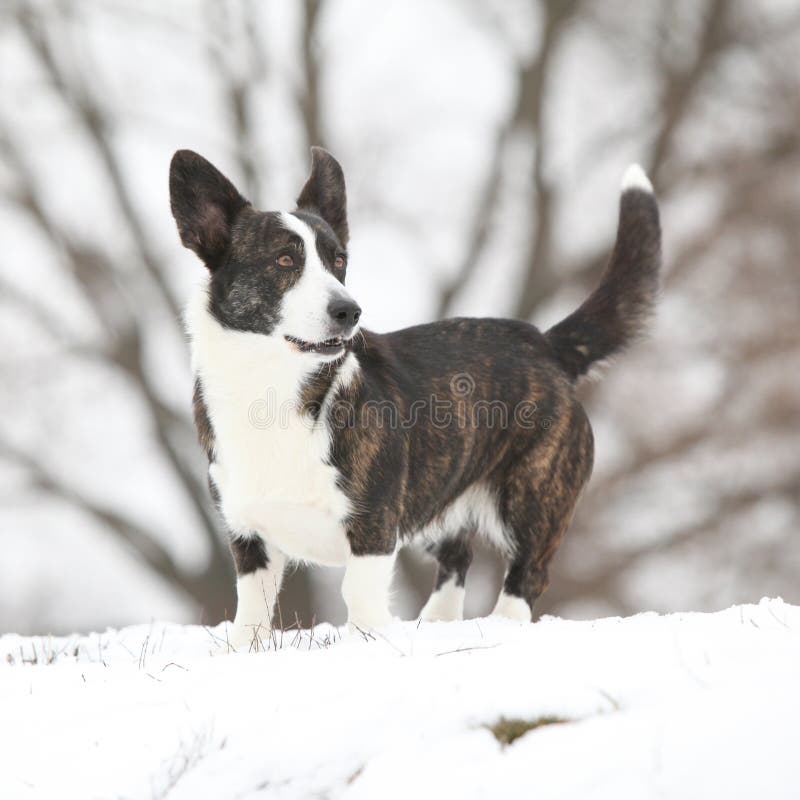 Nice Welsh Corgi Cardigan in Winter Stock Image - Image of cold, color ...