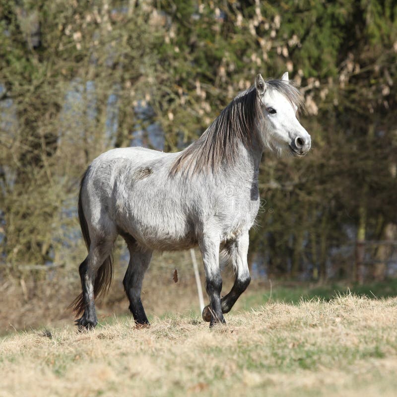 Nice Welsh Mountain Pony Stallion Running Stock Image - Image of horse ...