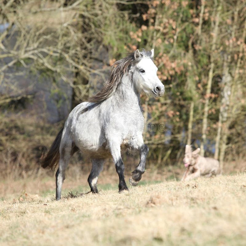 Nice Welsh Mountain Pony Stallion Running Stock Image - Image of horse ...