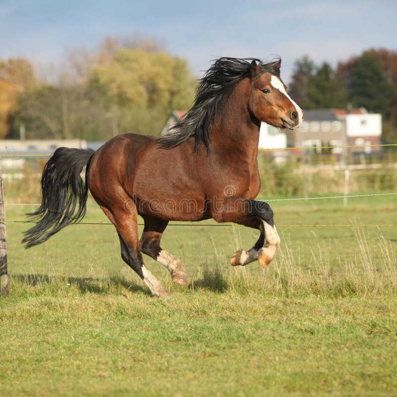Nice Welsh Mountain Pony Stallion Running Stock Photo - Image of mammal ...