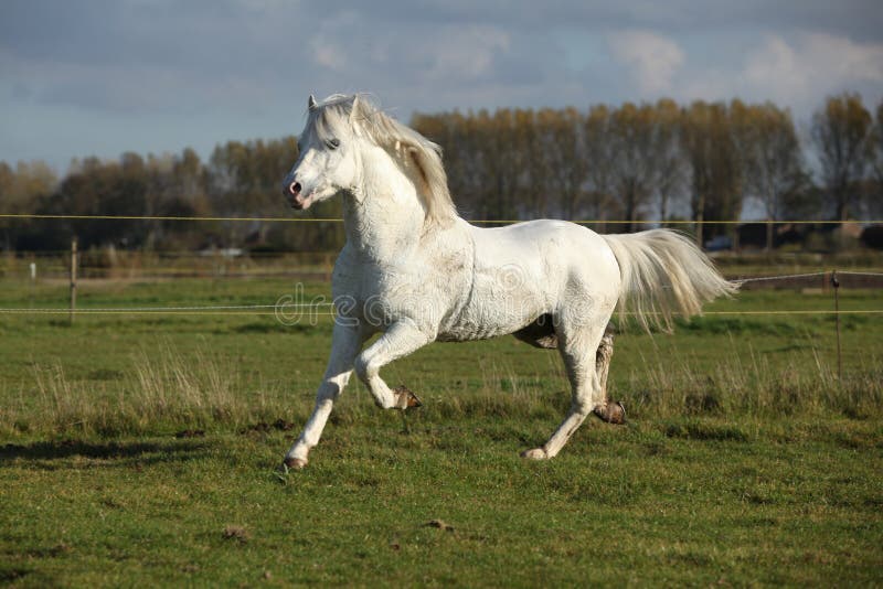 Nice Welsh Mountain Pony Stallion Running Stock Image - Image of ...