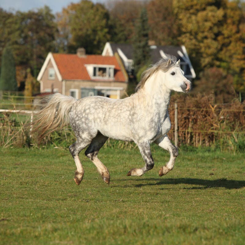 Nice Welsh Mountain Pony Stallion Running Stock Image - Image of move ...