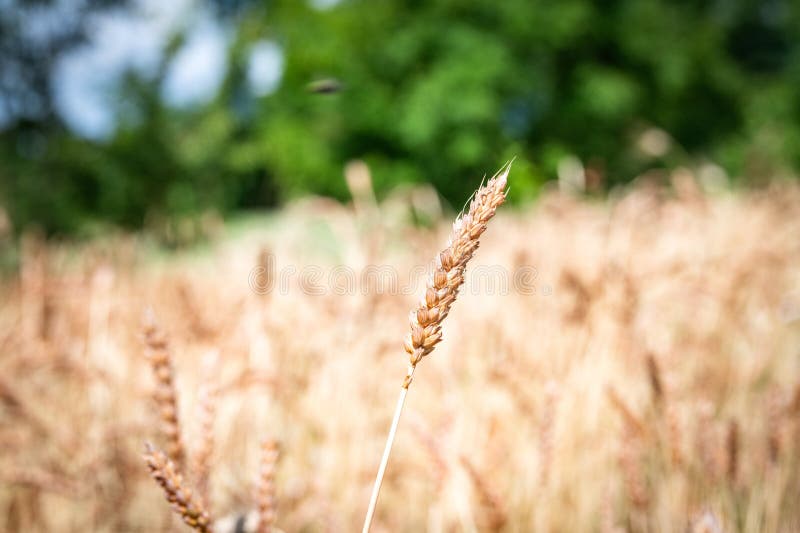 Nice Wheat in the Countryside Stock Photo - Image of meadow, natural ...