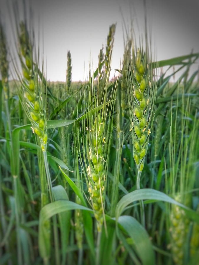 Nice wheat farm stock image. Image of green, india, farm - 95551523