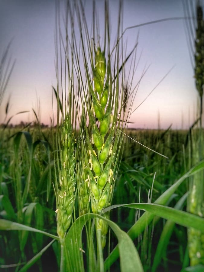 Nice wheat farm stock image. Image of triticale, nice - 95551661