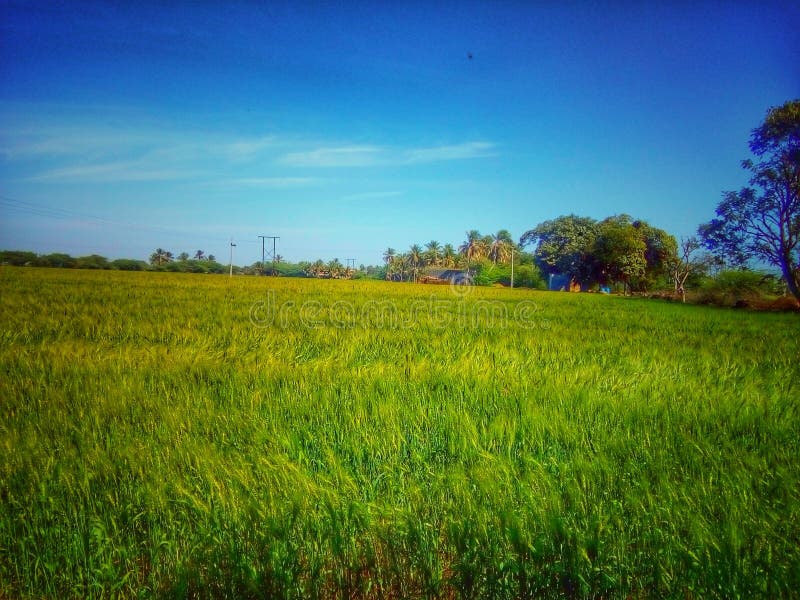 Nice wheat farm stock image. Image of farm, india, green - 95551455