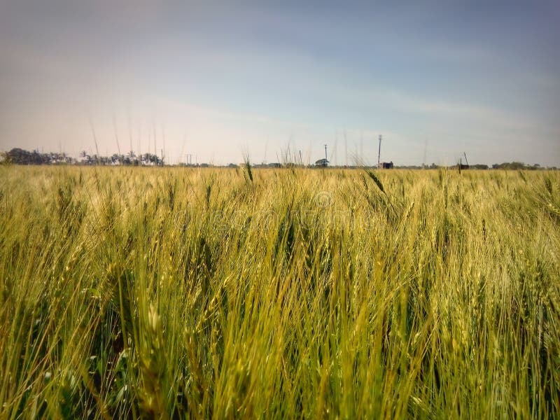 Nice wheat farm stock image. Image of grass, triticale - 95551467