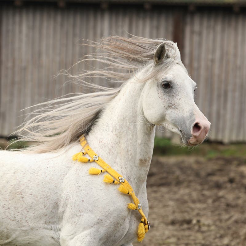 Gorgeous Arabian Stallion with Long Mane Stock Photo - Image of ...