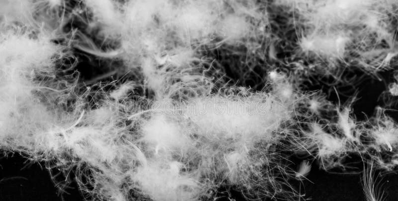 Nice White Duck Down. Texture or Background Stock Photo - Image of ...