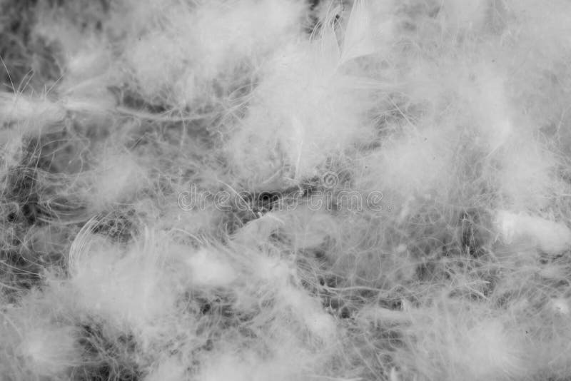 Nice White Duck Down. Texture or Background Stock Image - Image of ...