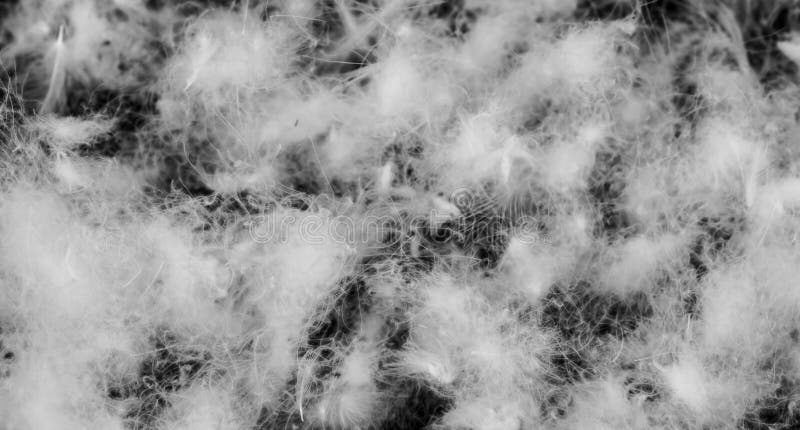 Nice White Duck Down. Texture or Background Stock Image - Image of ...