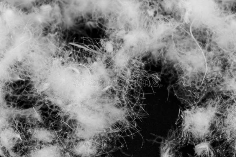 Nice White Duck Down. Texture or Background Stock Photo - Image of ...