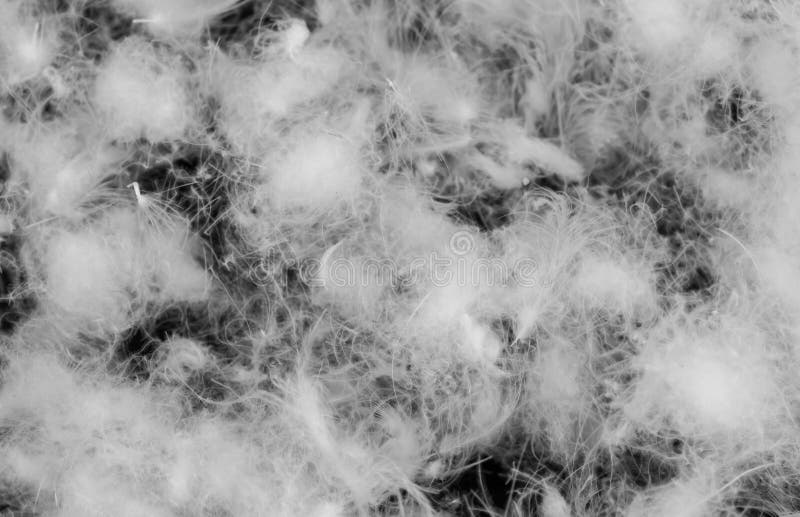 Nice White Duck Down. Texture or Background Stock Image - Image of ...