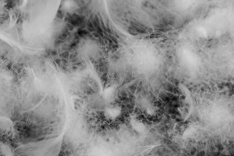 Nice White Duck Down. Texture or Background Stock Image - Image of ...