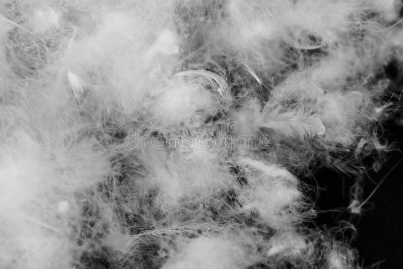 Nice White Duck Down. Texture or Background Stock Image - Image of ...