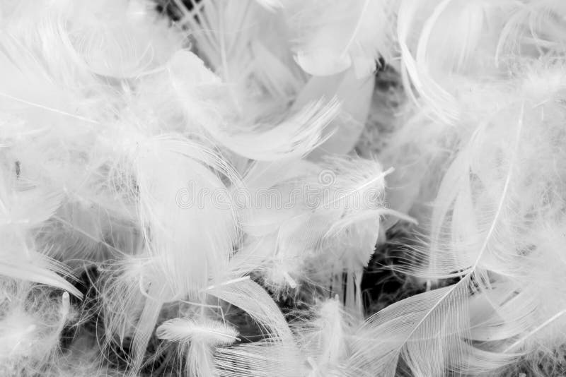 Nice White Duck Feathers. Background or Texture Stock Photo - Image of ...