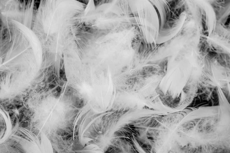 Nice White Duck Feathers. Background or Texture Stock Image - Image of ...