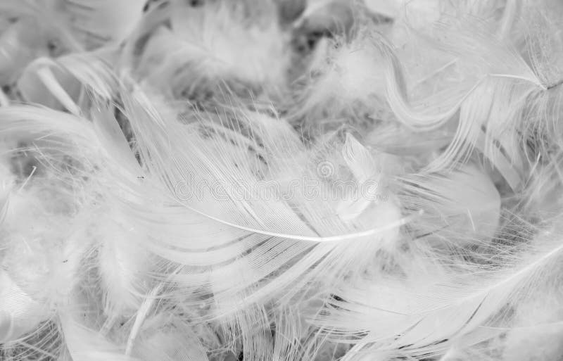 Nice White Duck Feathers. Background or Texture Stock Image - Image of ...
