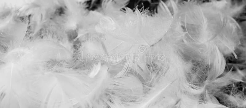 Nice White Duck Feathers. Background or Texture Stock Image - Image of ...