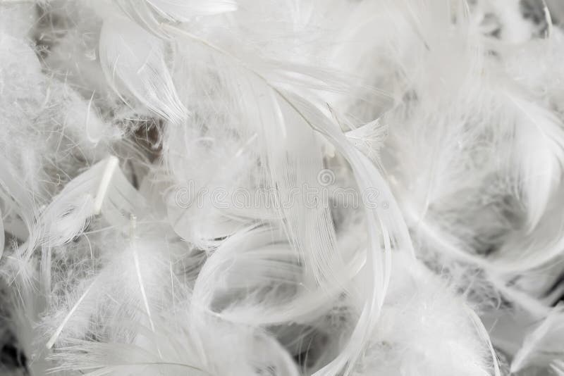 Nice White Duck Feathers. Background or Texture Stock Image - Image of ...