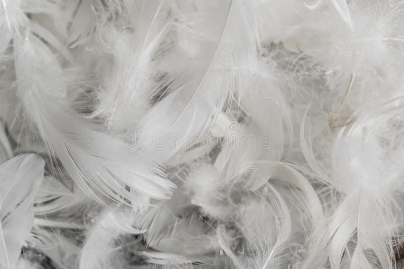 Nice White Duck Feathers. Background or Texture Stock Photo - Image of ...