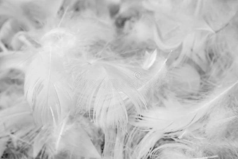 Nice White Duck Feathers. Background or Texture Stock Image - Image of ...