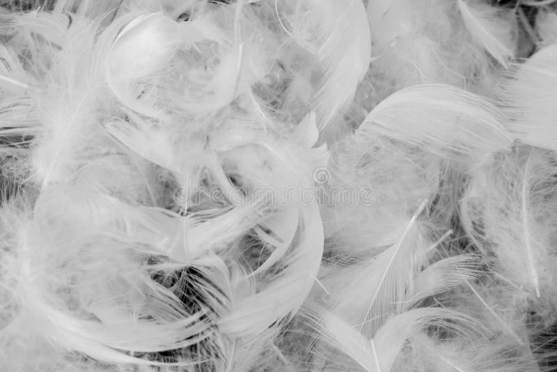 Nice White Duck Feathers. Background or Texture Stock Photo - Image of ...
