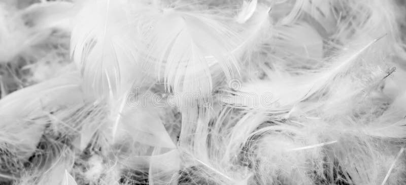 Nice White Duck Feathers. Background or Texture Stock Image - Image of ...