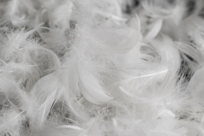 Nice White Duck Feathers. Background or Texture Stock Photo - Image of ...