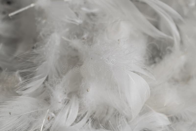 Nice White Duck Feathers. Background or Texture Stock Photo - Image of ...