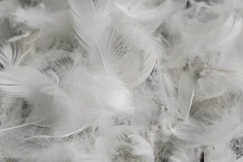 Nice White Duck Feathers. Background or Texture Stock Image - Image of ...