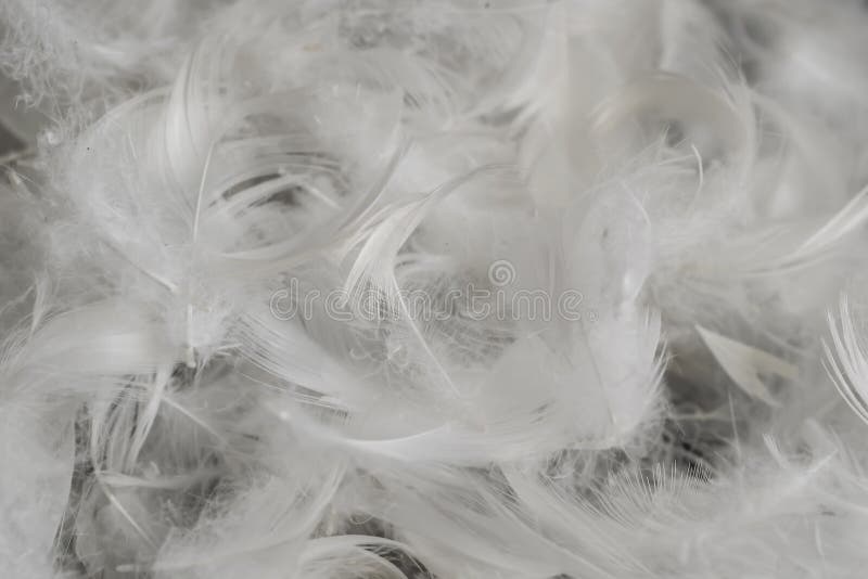 Nice White Duck Feathers. Background or Texture Stock Photo - Image of ...