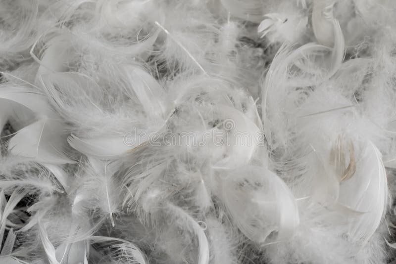 Nice White Duck Feathers. Background or Texture Stock Image - Image of ...